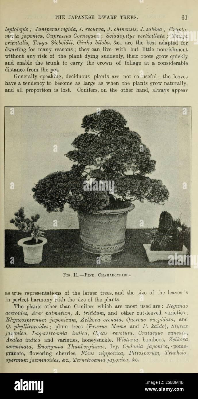 Various dwarf tree species hi-res stock photography and images - Alamy