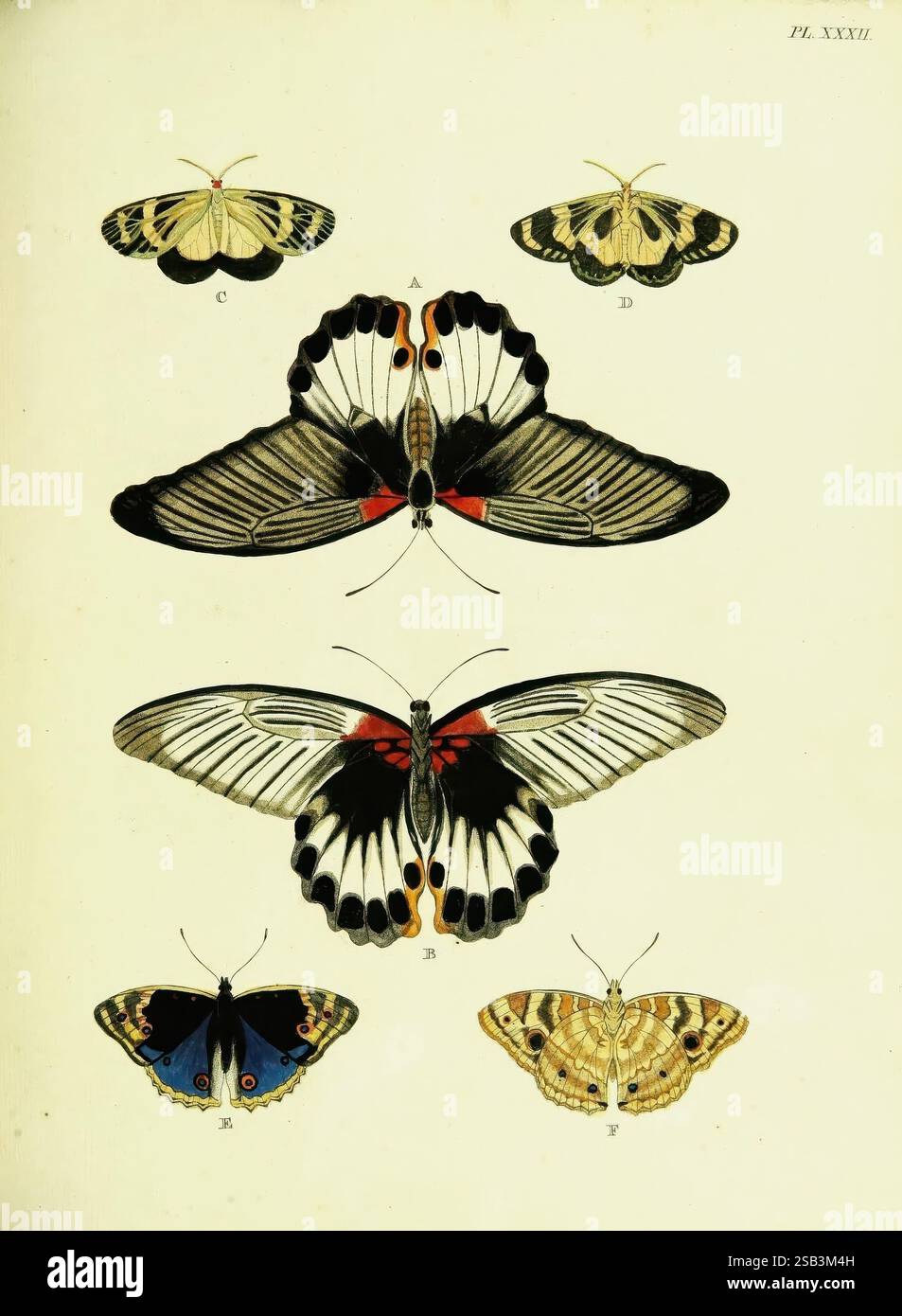 Layout presents five distinct species hi-res stock photography and ...