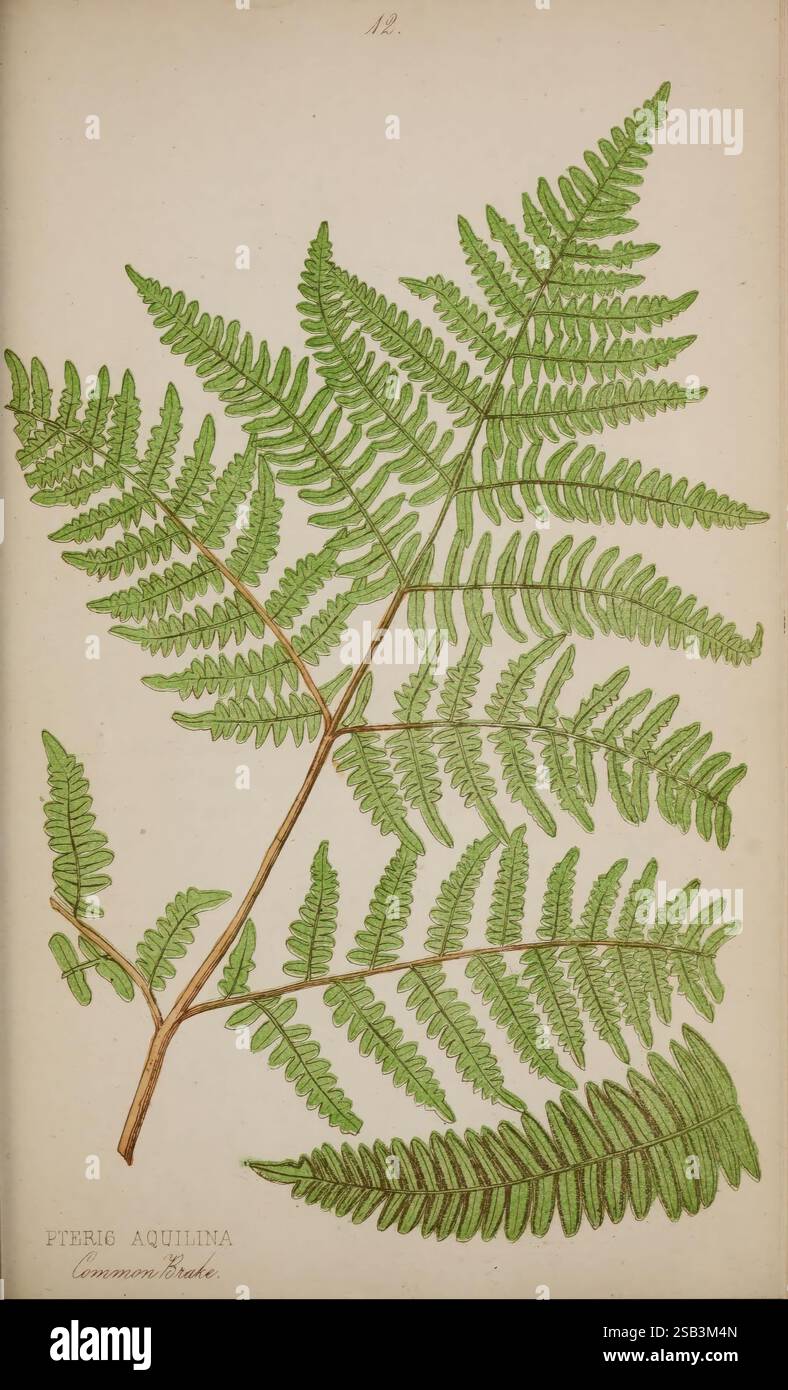 The ferns of Derbyshire, London, Wertheim, Macintosh, and Hunt, 1861 ...