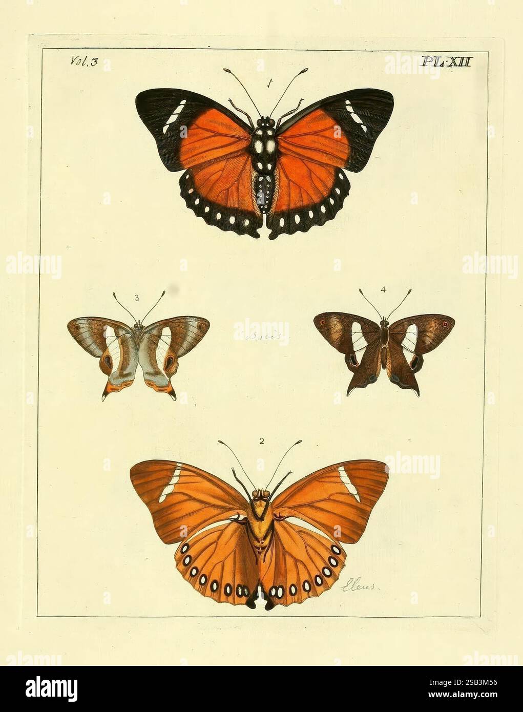 Number 2 presents another butterfly hi-res stock photography and images ...