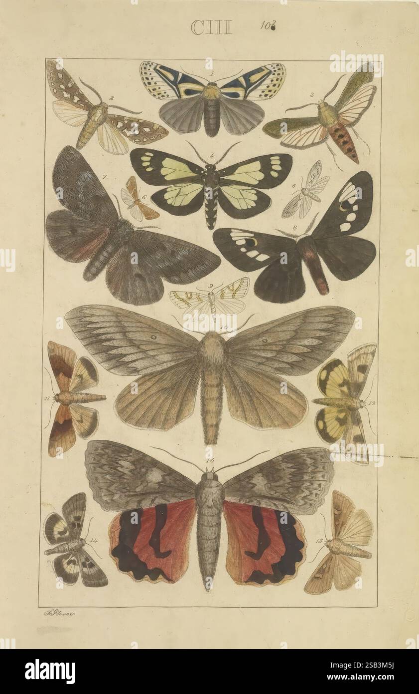 Lepidoptera, manuscript, between 1873-1883?, lepidoptera, life cycles ...