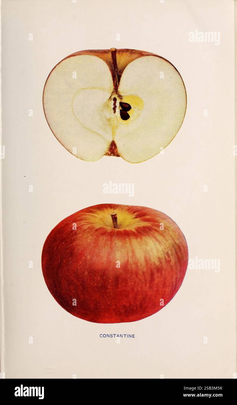 Apples inner structure hi-res stock photography and images - Alamy