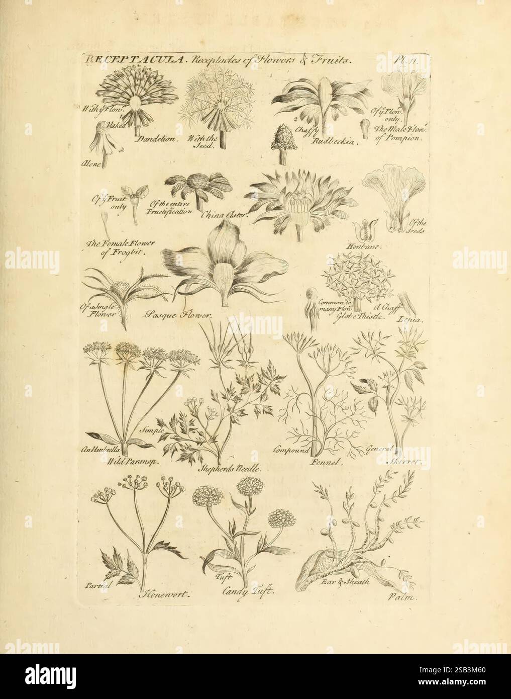 Lower section features additional plants hi-res stock photography and ...