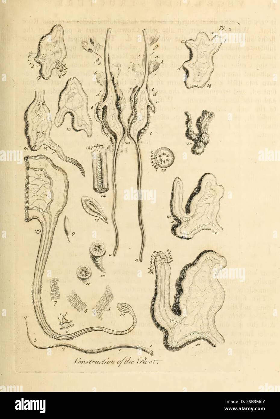 The Vegetable System London 1759-1763 Botany Pictorial Works, A ...