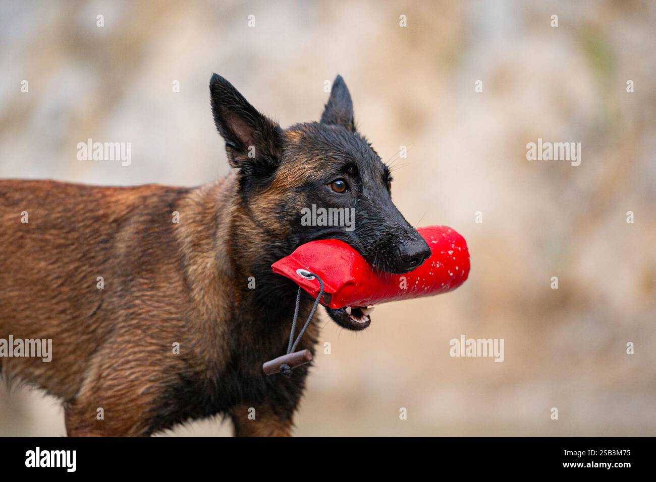 Headshot of beautiful purebred belgian malinois shepherd holding a red ...