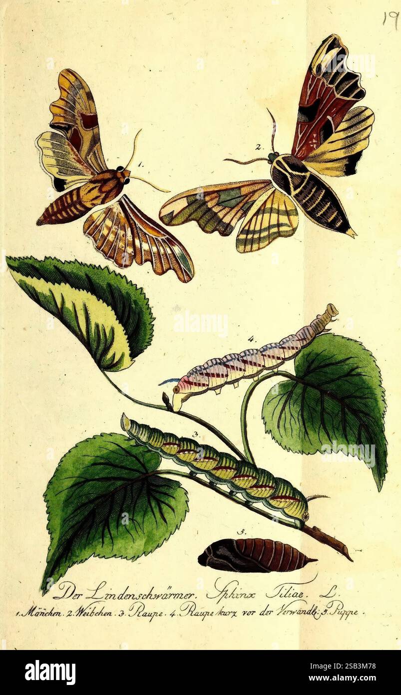 Getreue Abbildungen naturhistorischer Gegenstände in Hinsicht auf ...