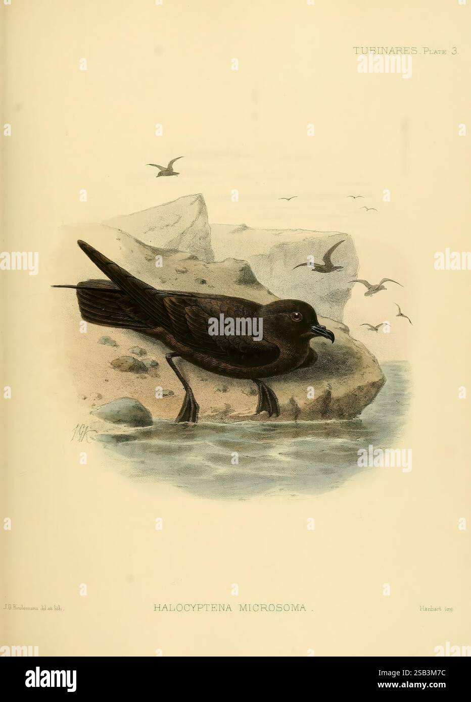 Halocorytea microstoma hi-res stock photography and images - Alamy