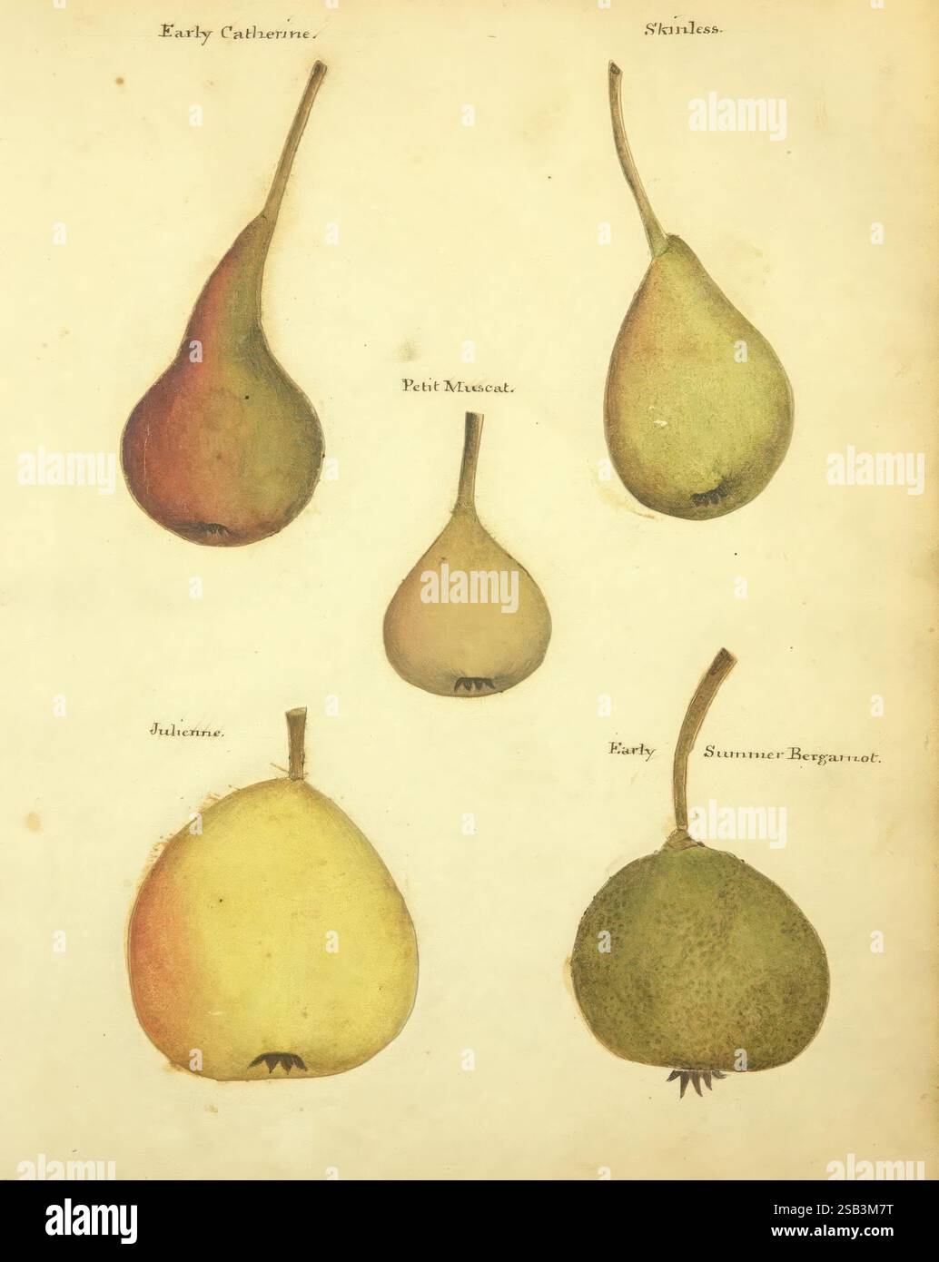 Early summer beurre hi-res stock photography and images - Alamy