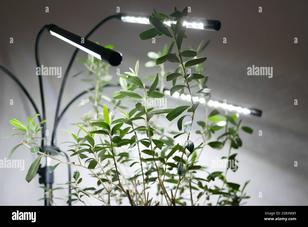 Growing potted olive tree under artificial lighting. Lighting of home ...