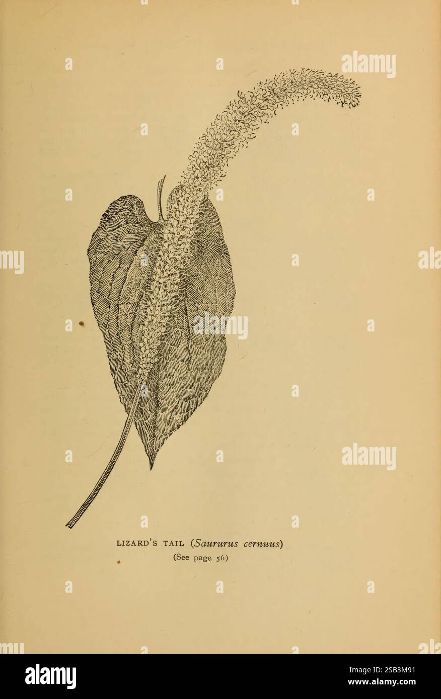 Harper's guide to wild flowers, New York, 1912, United States ...