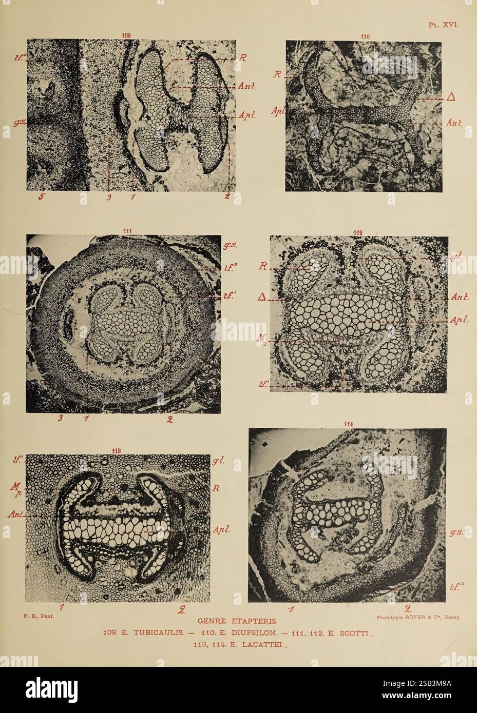 Etudes sur la fronde des Zygopteridae. Lille, Impr. L. Danel, 1909 ...