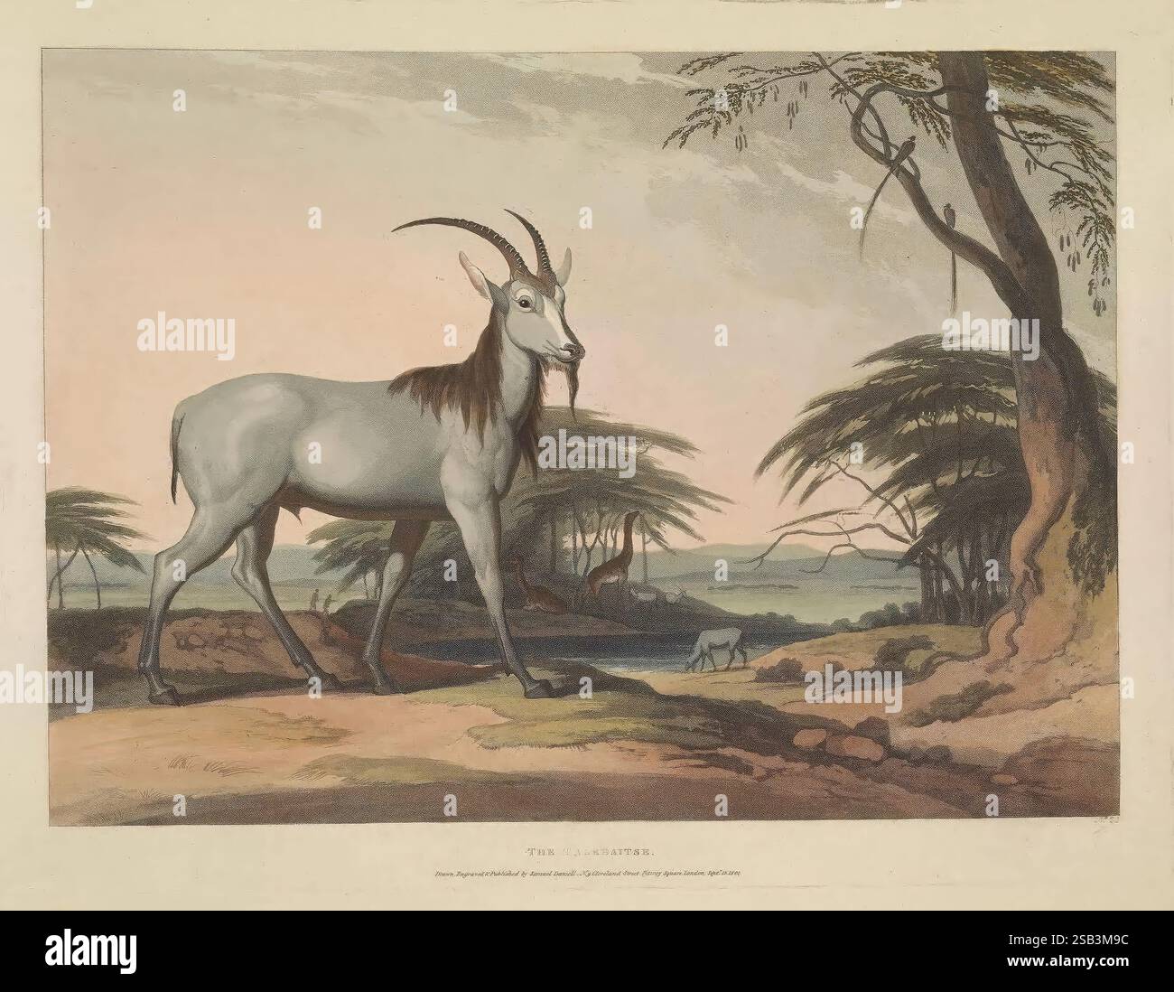 Curved horns create hi-res stock photography and images - Alamy