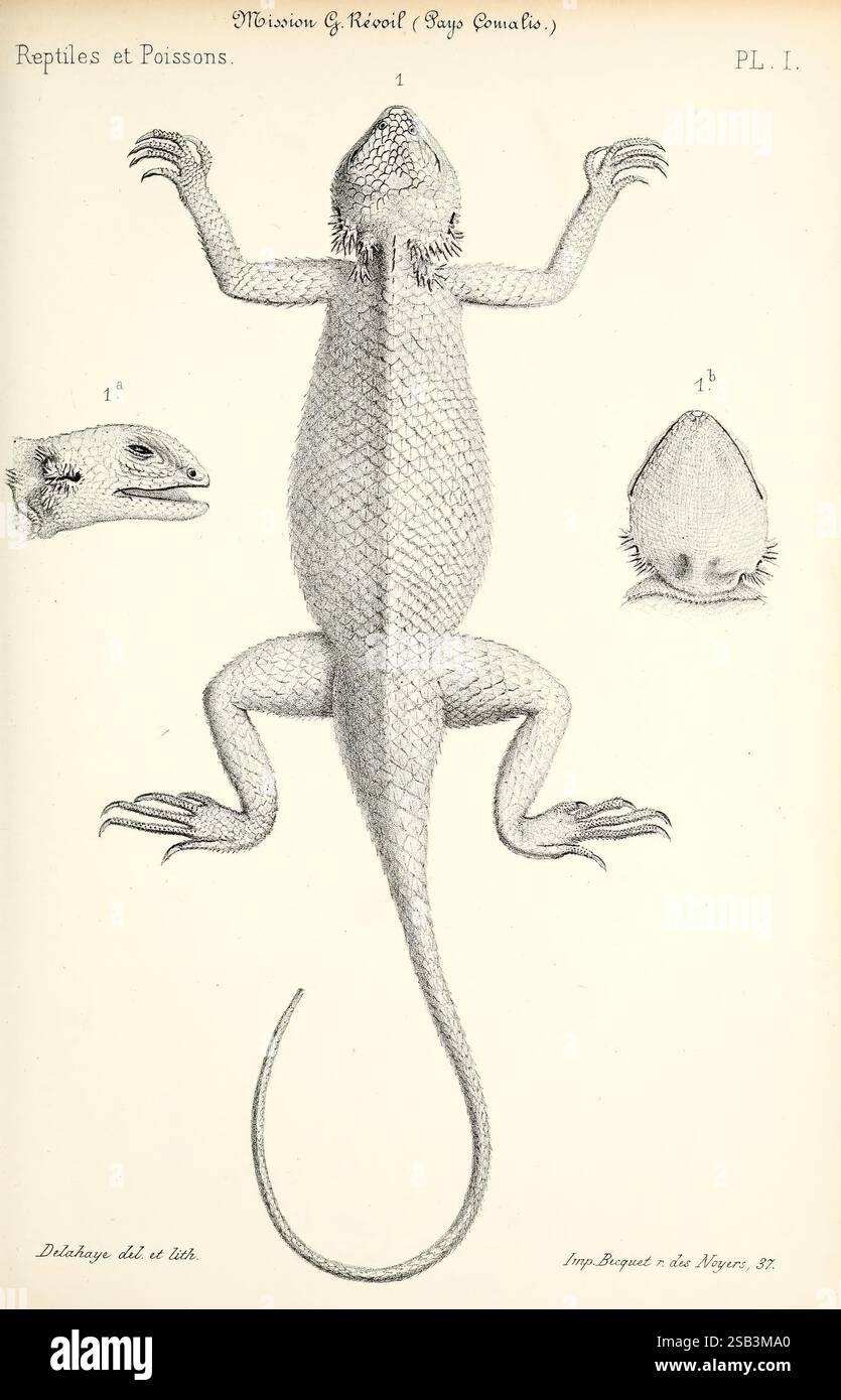 Agama spp hi-res stock photography and images - Alamy