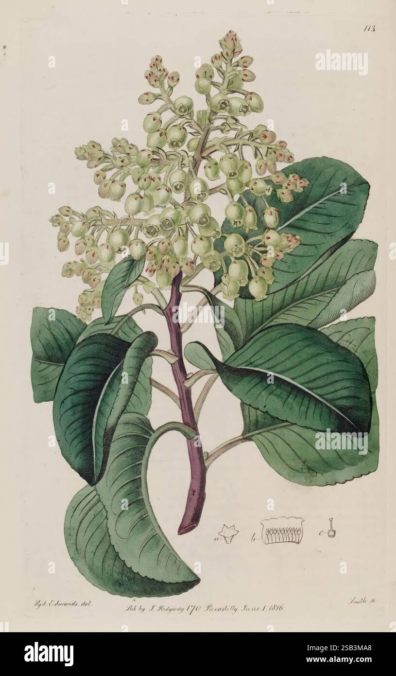 The Botanical Register London Printed for James Ridgway 1815-1828 1815 ...