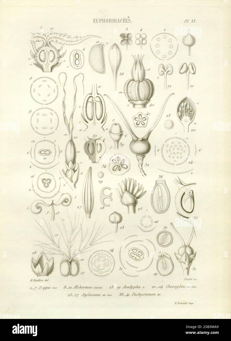 Depict seed forms hi-res stock photography and images - Alamy