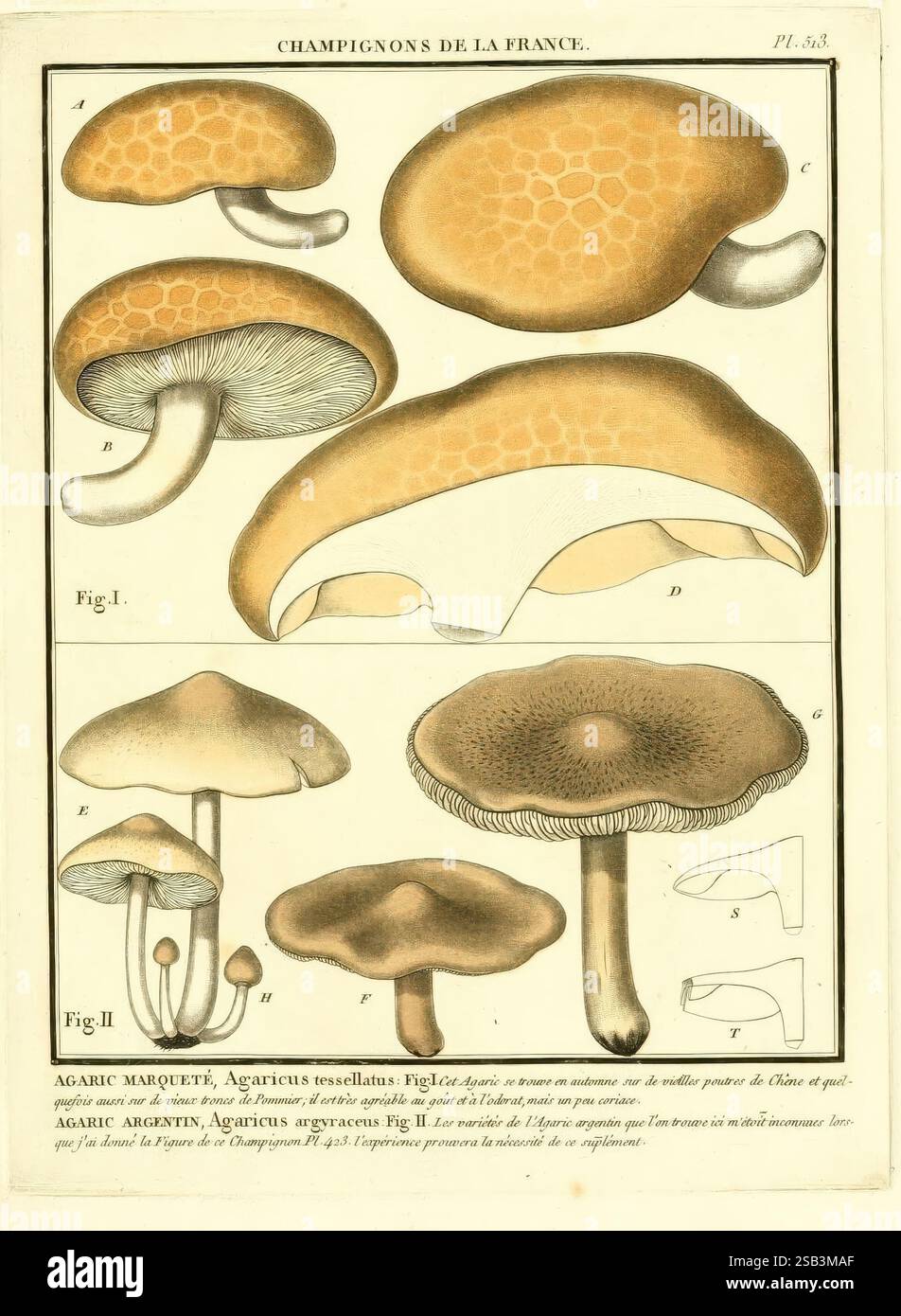 Several different mushroom shapes hi-res stock photography and images ...