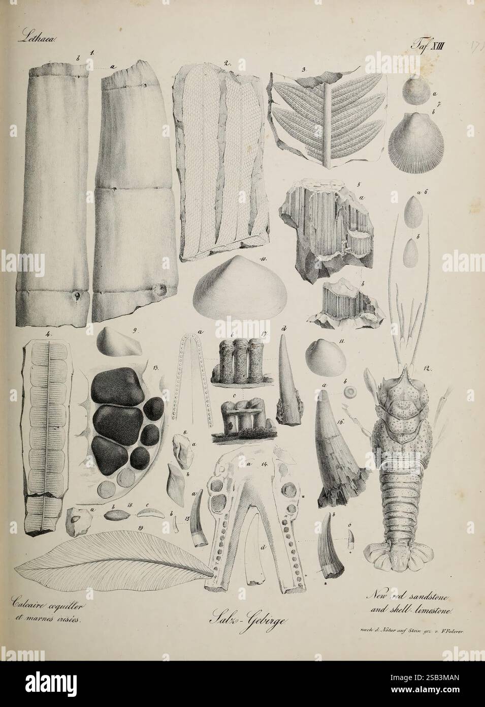 Complexities of underwater ecosystems hi-res stock photography and ...