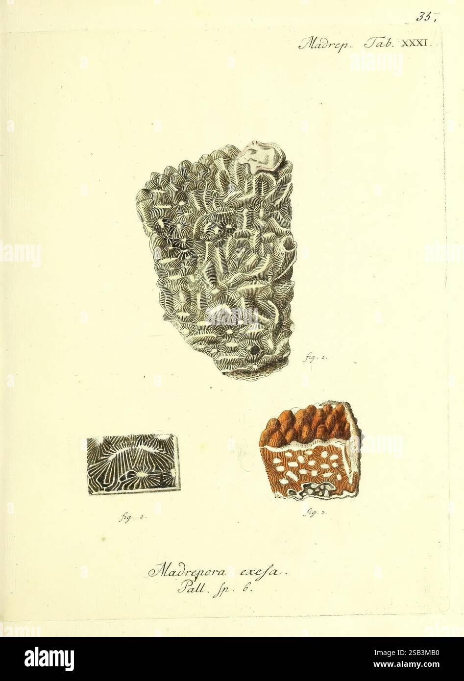 Tubular features hi-res stock photography and images - Alamy