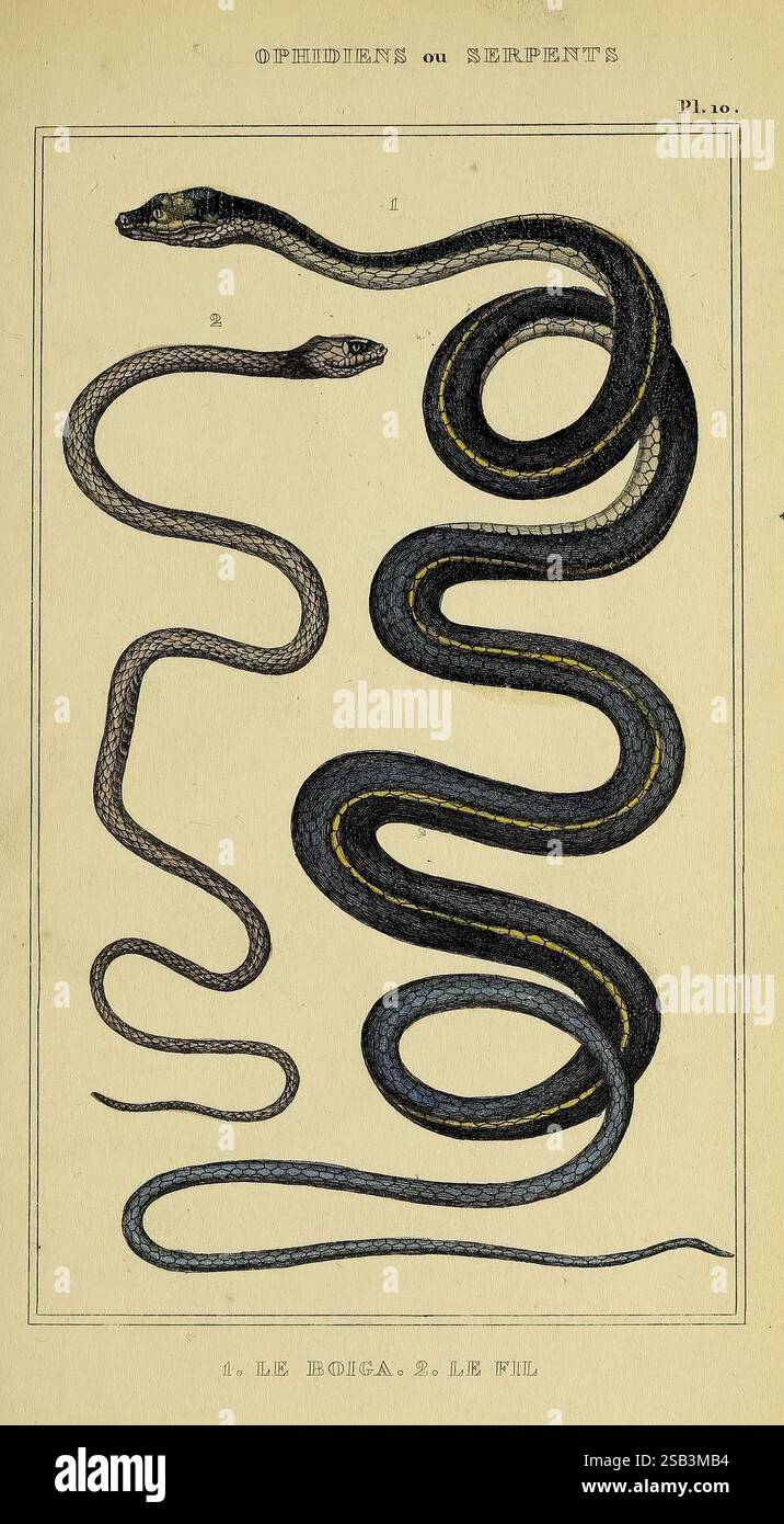 Longer snake hi-res stock photography and images - Alamy