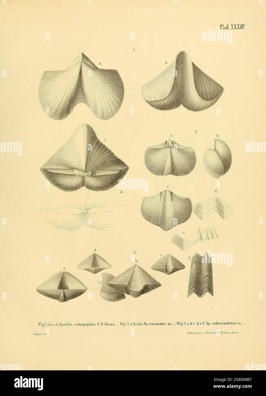 Various conic sections hi-res stock photography and images - Alamy