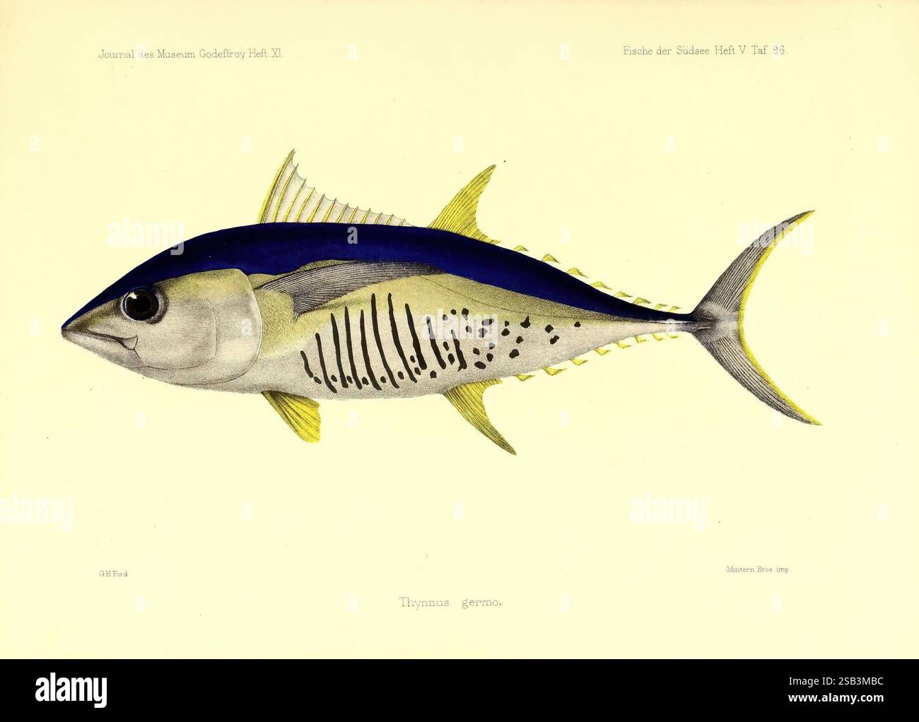 Andrew Garrett's Fische der Südsee, Hamburg, L. Friederichsen & Co ...
