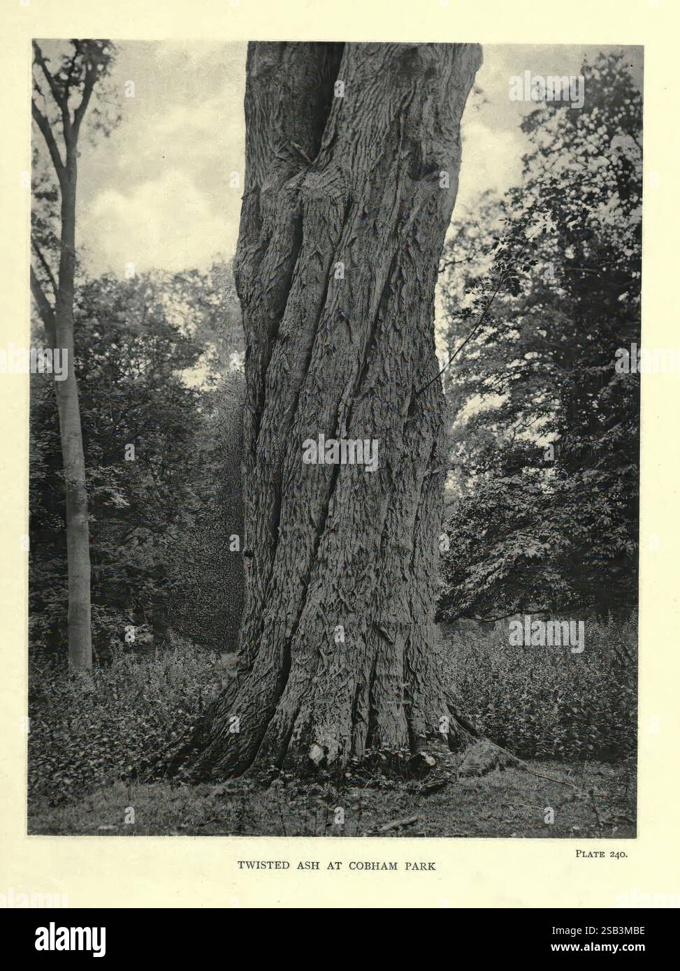 Majestic twisted ash tree hi-res stock photography and images - Alamy