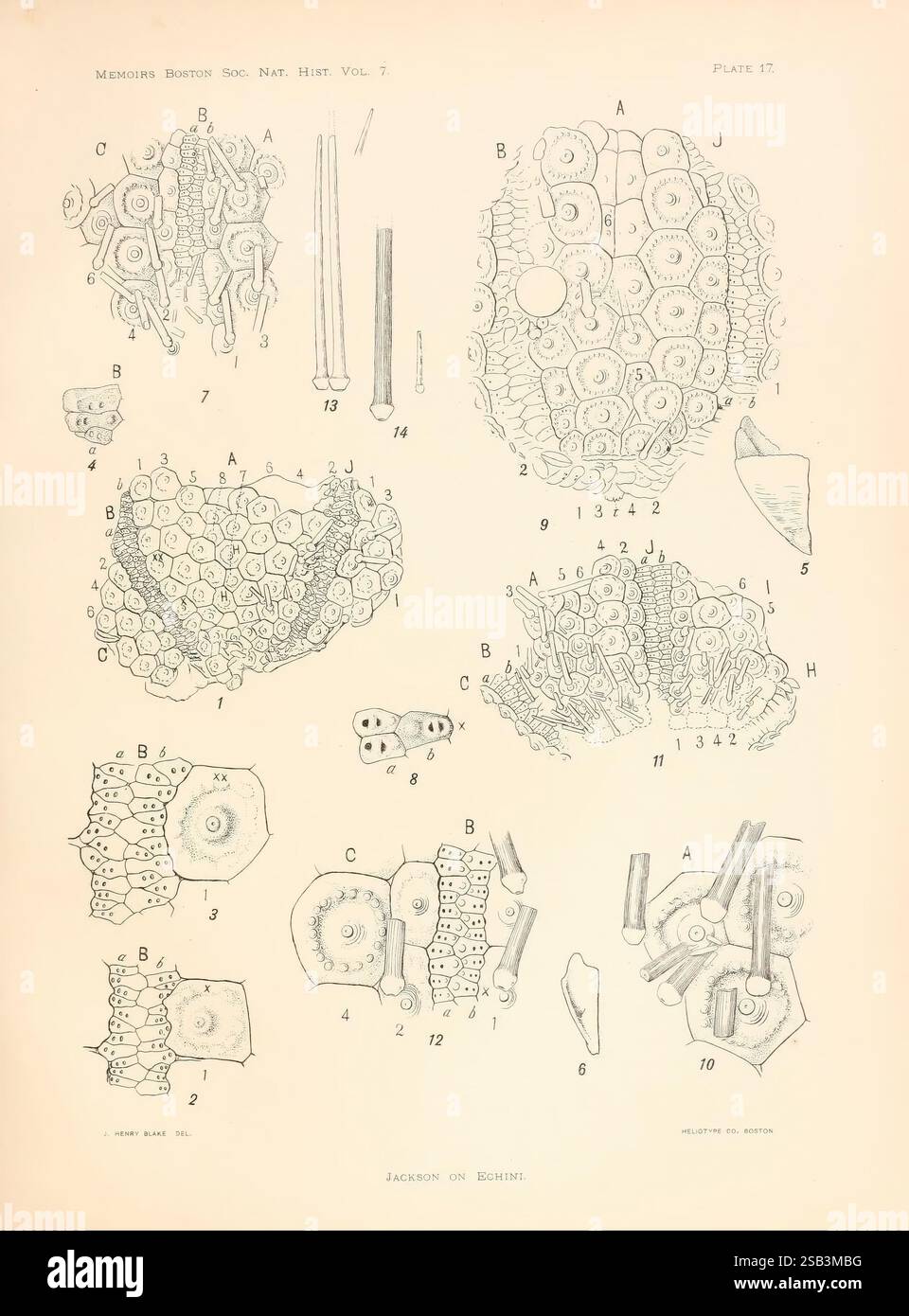 Phylogeny of the Echini, Boston, The Society, 1912, paleontology ...