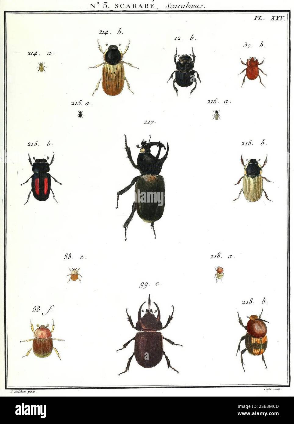 Exhibit striking coloration patterns hi-res stock photography and ...