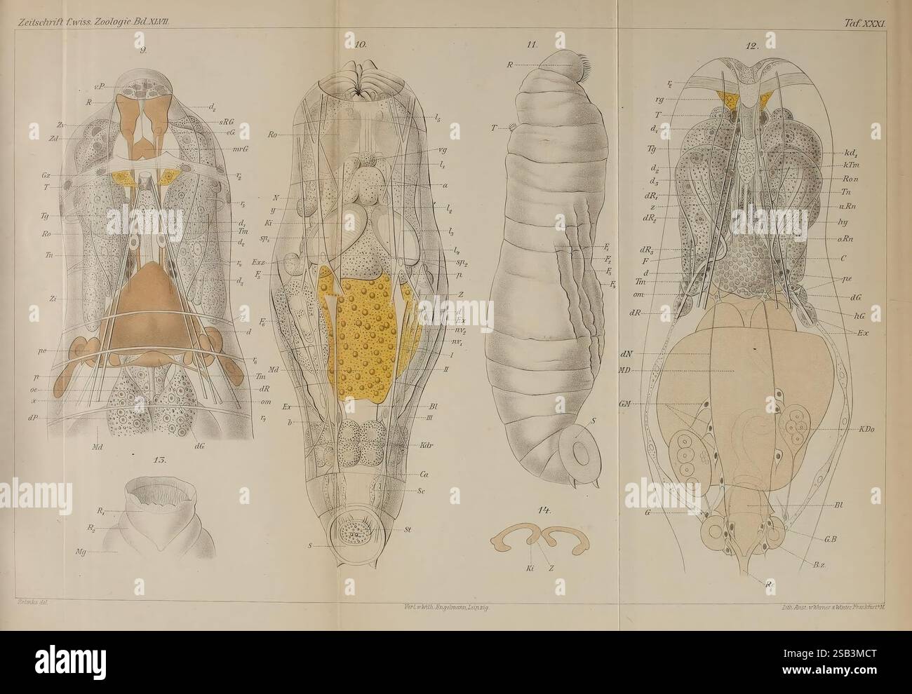 Zeitschrift für wissenschaftliche Zoologie, Leipzig, Wilhelm Engelmann ...