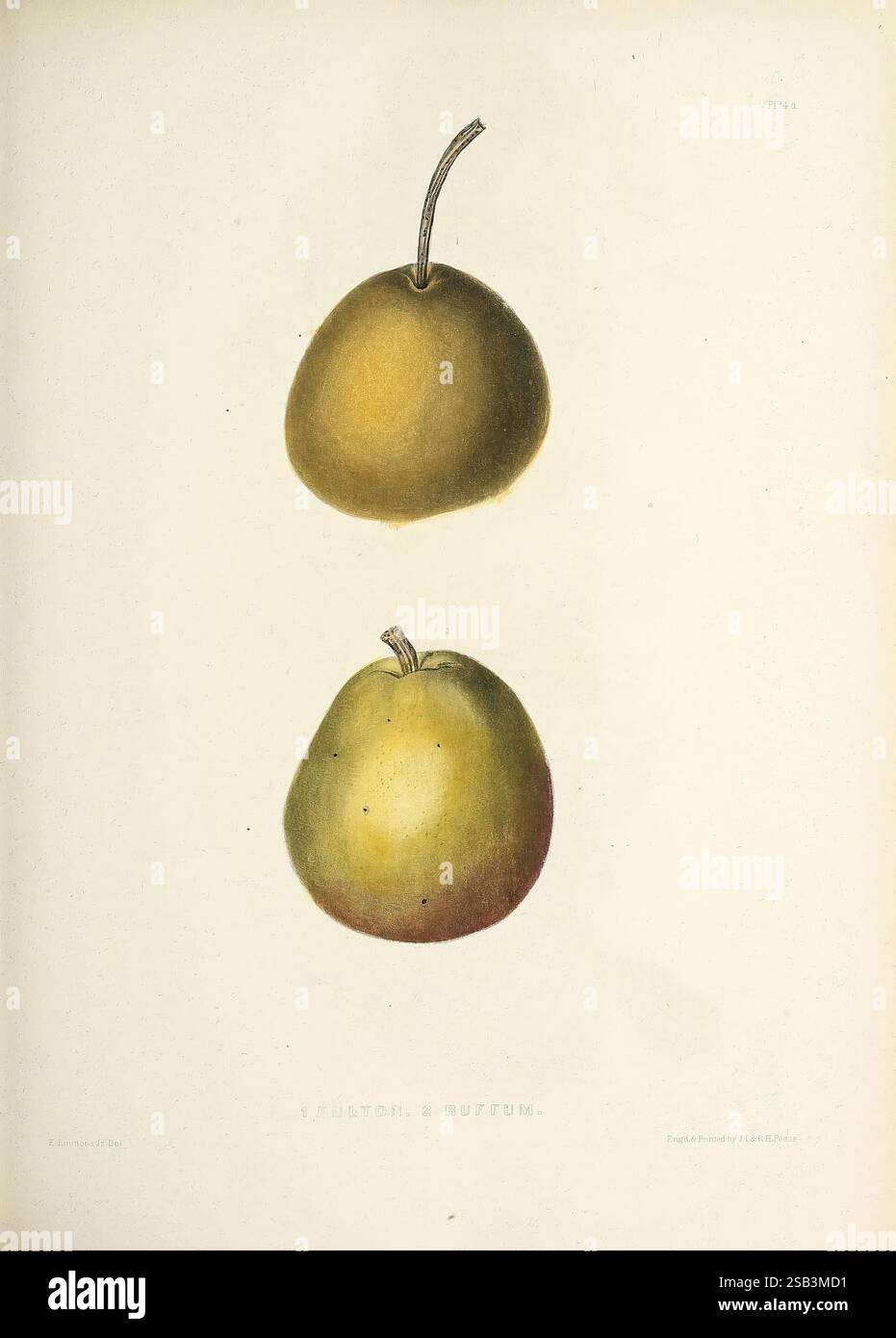 Artwork features two pears hi-res stock photography and images - Alamy