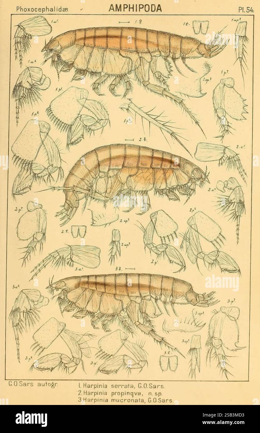 An account of the Crustacea of Norway Christiania, A. Cammermeyer, 1895 ...