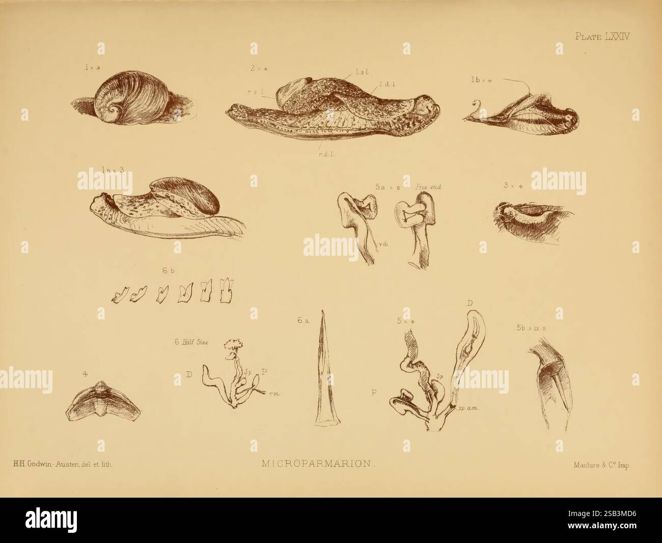 Land freshwater Mollusca India London Taylor Francis 1882 Asia India ...