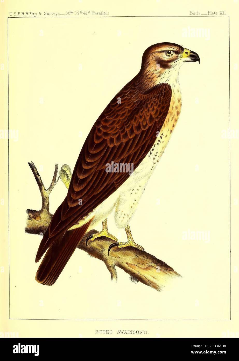 Hawks impressive features hi-res stock photography and images - Alamy