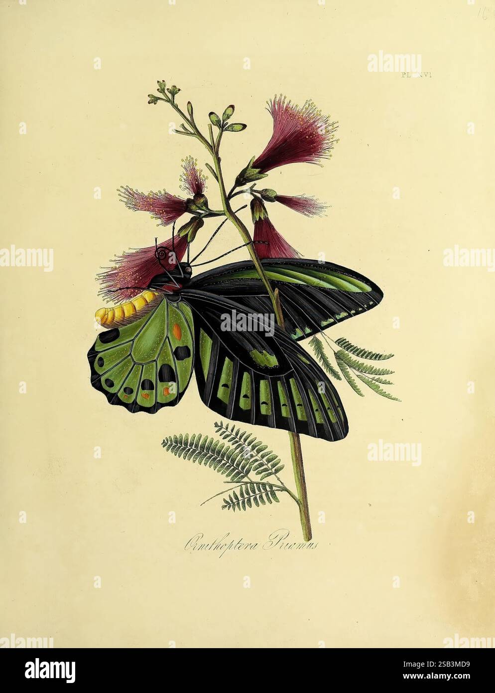 Butterflys intricate markings highlight hi-res stock photography and ...