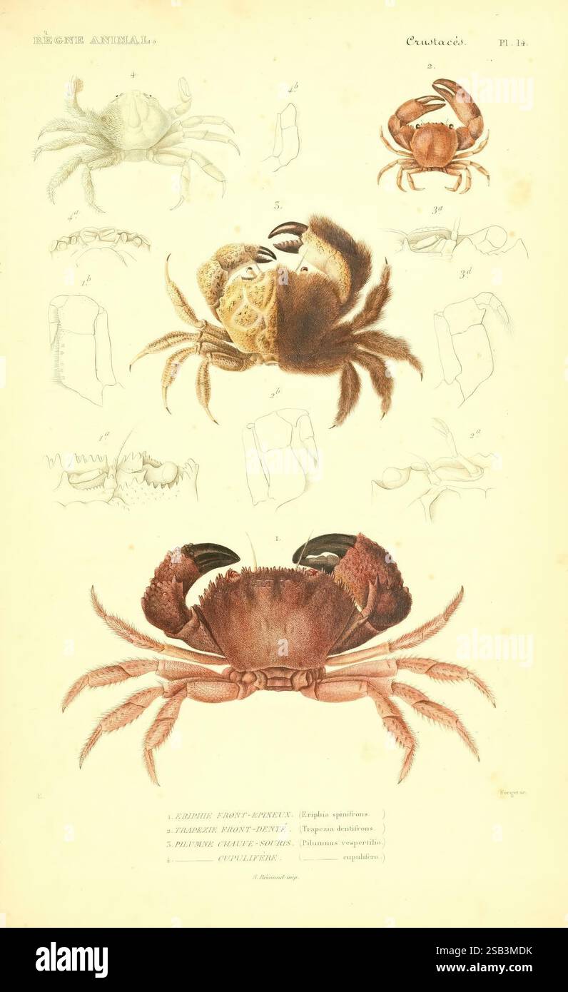 Prominent crab depicted hi-res stock photography and images - Alamy