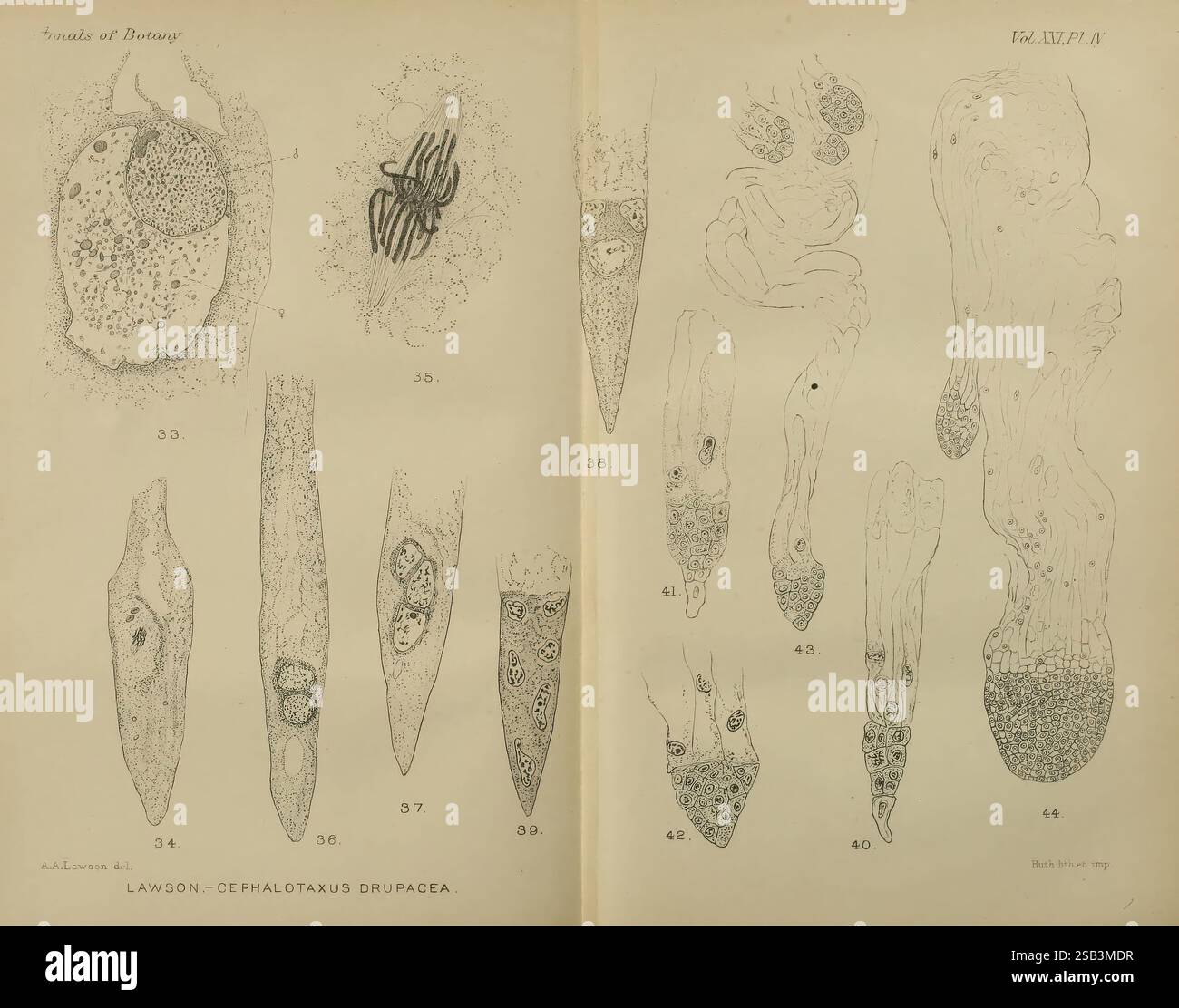 Annals of Botany, London, botany, periodicals, plants, This detailed ...