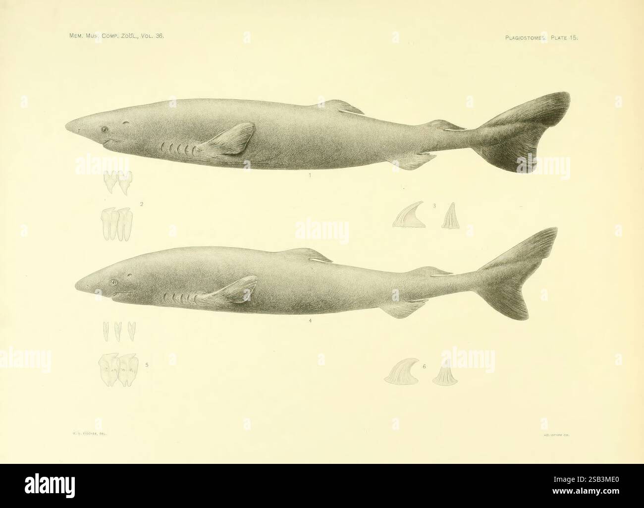 The Plagiostomia Sharks Skates And rays Cambridge U.S.A. Printed for ...