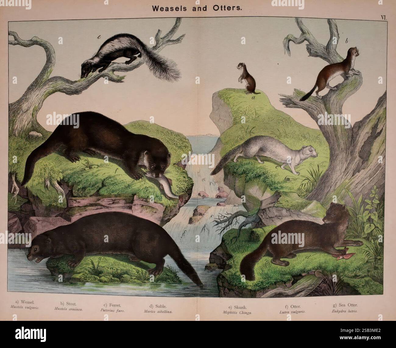 Natural history of the animal kingdom for the use of young people ...