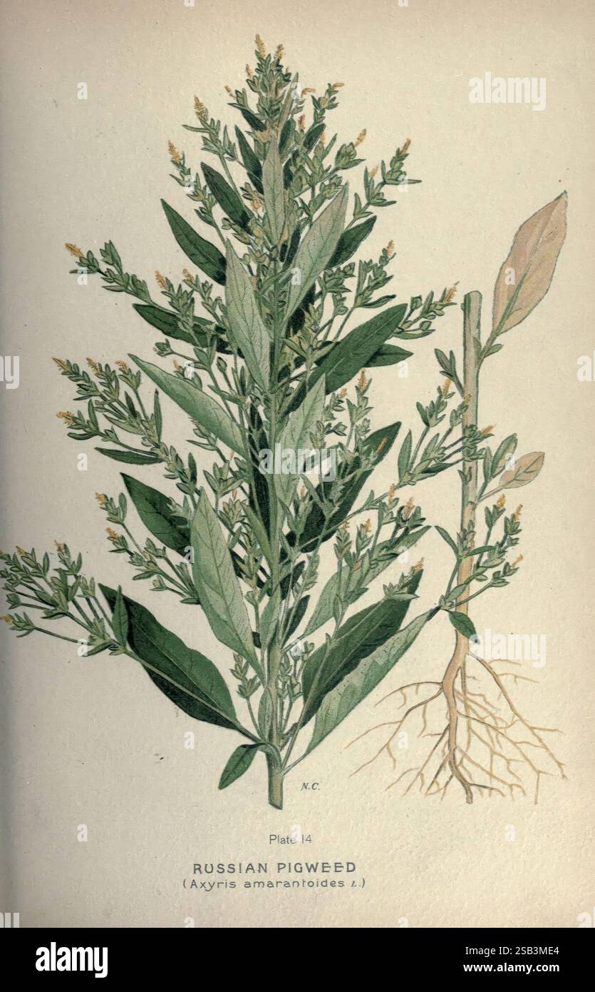 Russian pigweed hi-res stock photography and images - Alamy