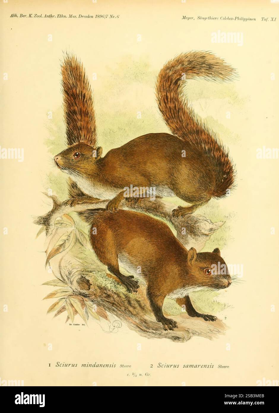Sciurus samarensis hi-res stock photography and images - Alamy