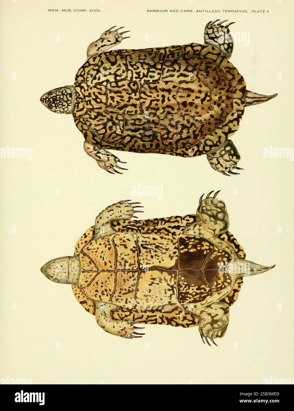 Antillean terrapins Cambridge, U.S.A. 1940. Trachemys decussata, The ...