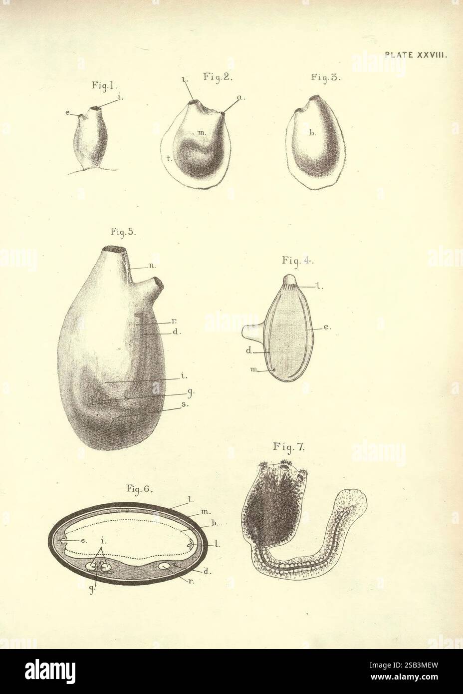 Illustrations of zoology: invertebrates, vertebrates Edinburgh Y.J ...