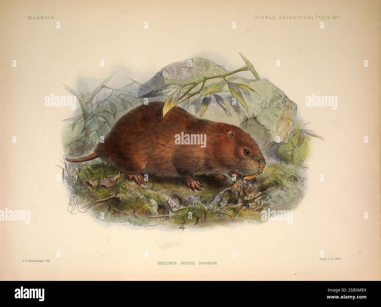 Hudsons bay beaver hi-res stock photography and images - Alamy