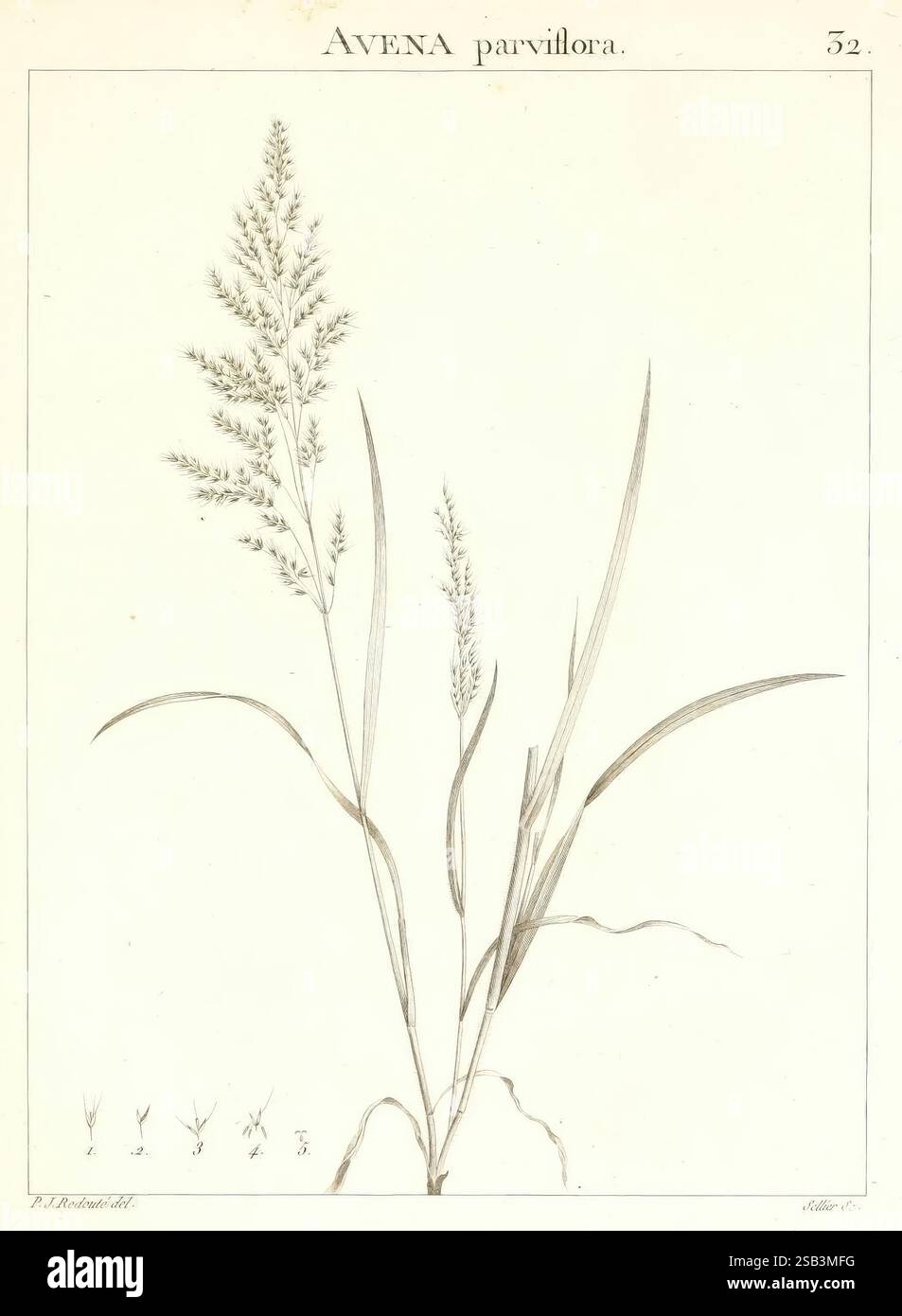 Grass species avena parviflora hi-res stock photography and images - Alamy