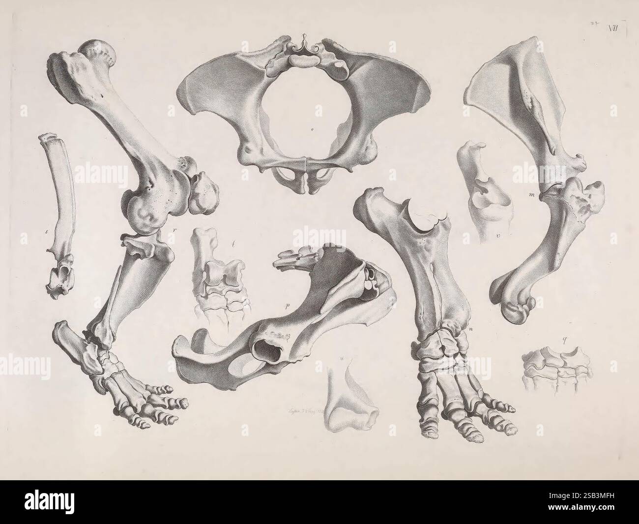 Multiple femurs hi-res stock photography and images - Alamy