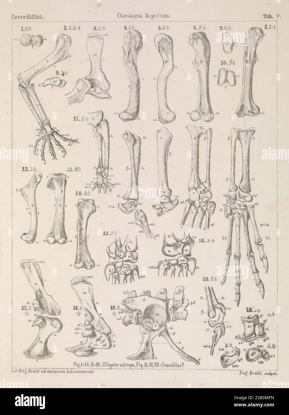Forelimbs of various vertebrates hi-res stock photography and images ...