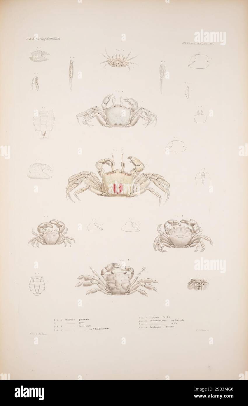 Crustacea, Philadelphia, Printed by C. Sherman, 1852-55 [i.e. 1861 ...