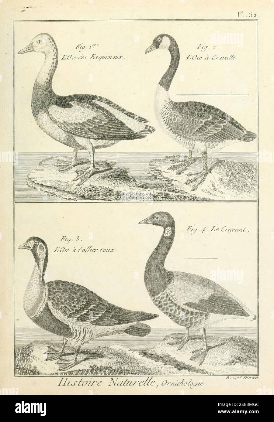 Duck species labeled hi-res stock photography and images - Alamy