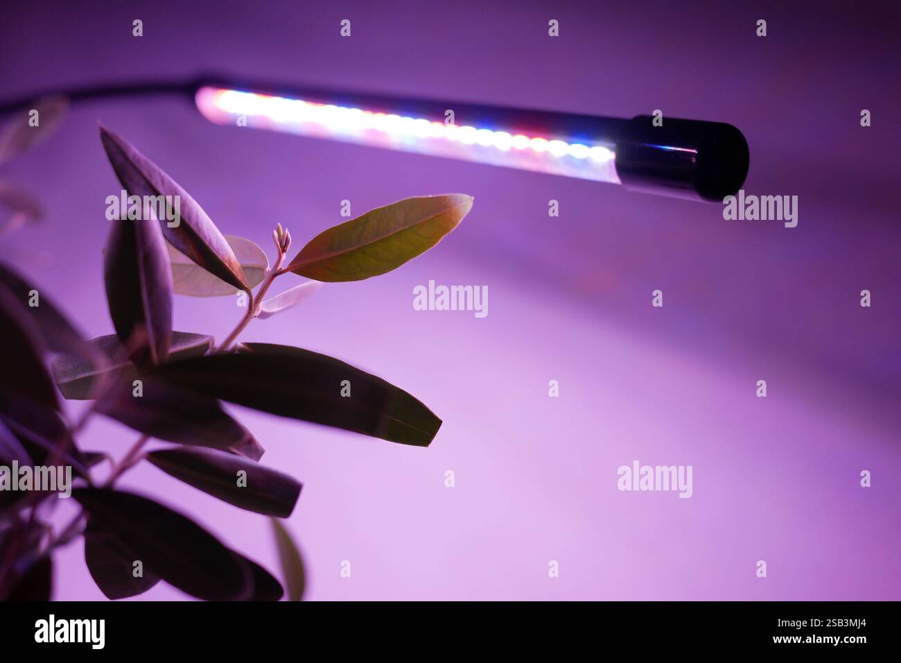 Growing potted olive tree under ultraviolet UV artificial lighting ...