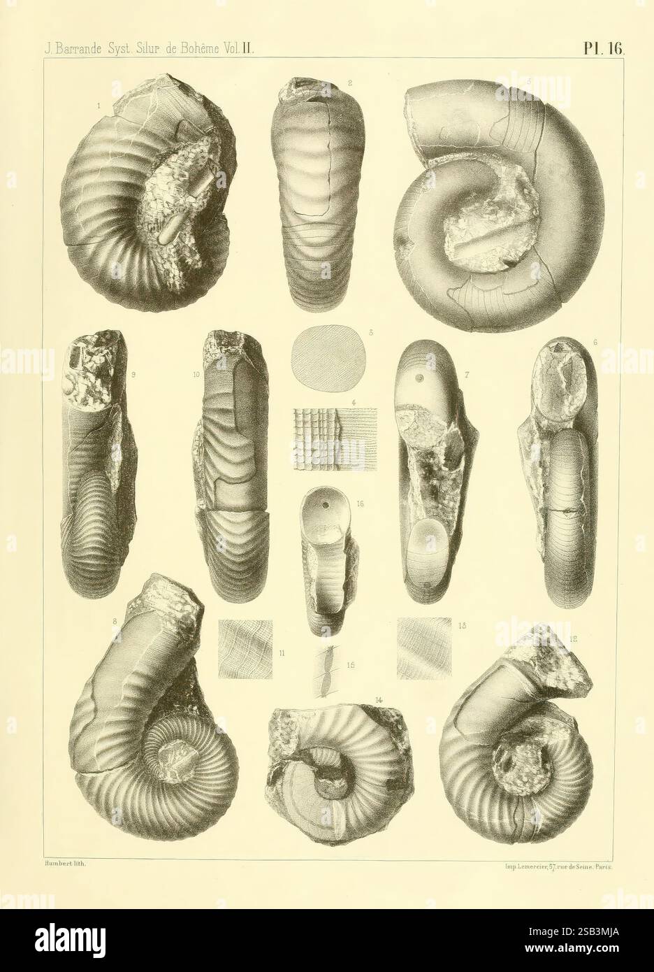 Series of detailed depictions of ammonite fossils hi-res stock ...